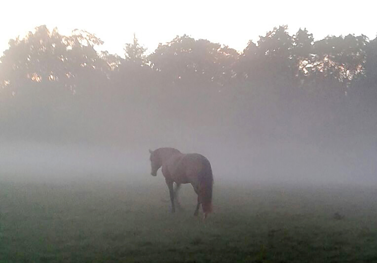 Reiten als Kunst Hero im Nebel – Reiten als Kunst